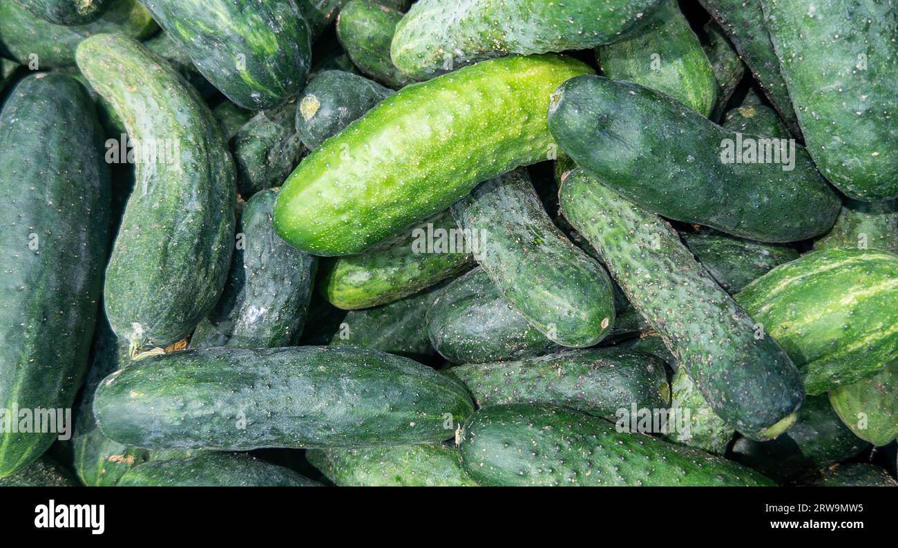 Fresh ripe cucumbers on hi-res stock photography and images - Alamy