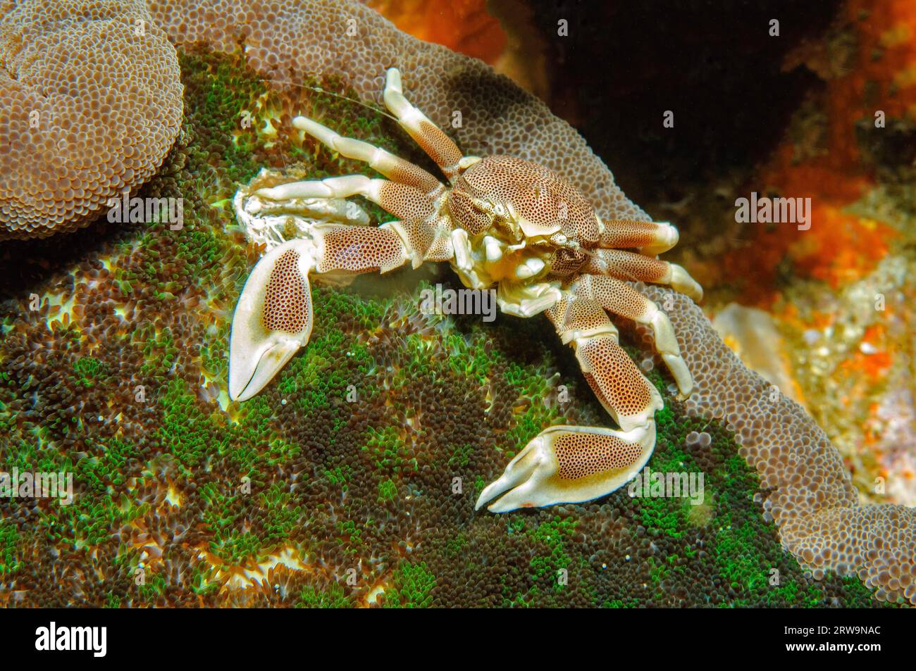 Symbiotic behaviour Symbiosis of spotted anemone crab spotted porcelain ...