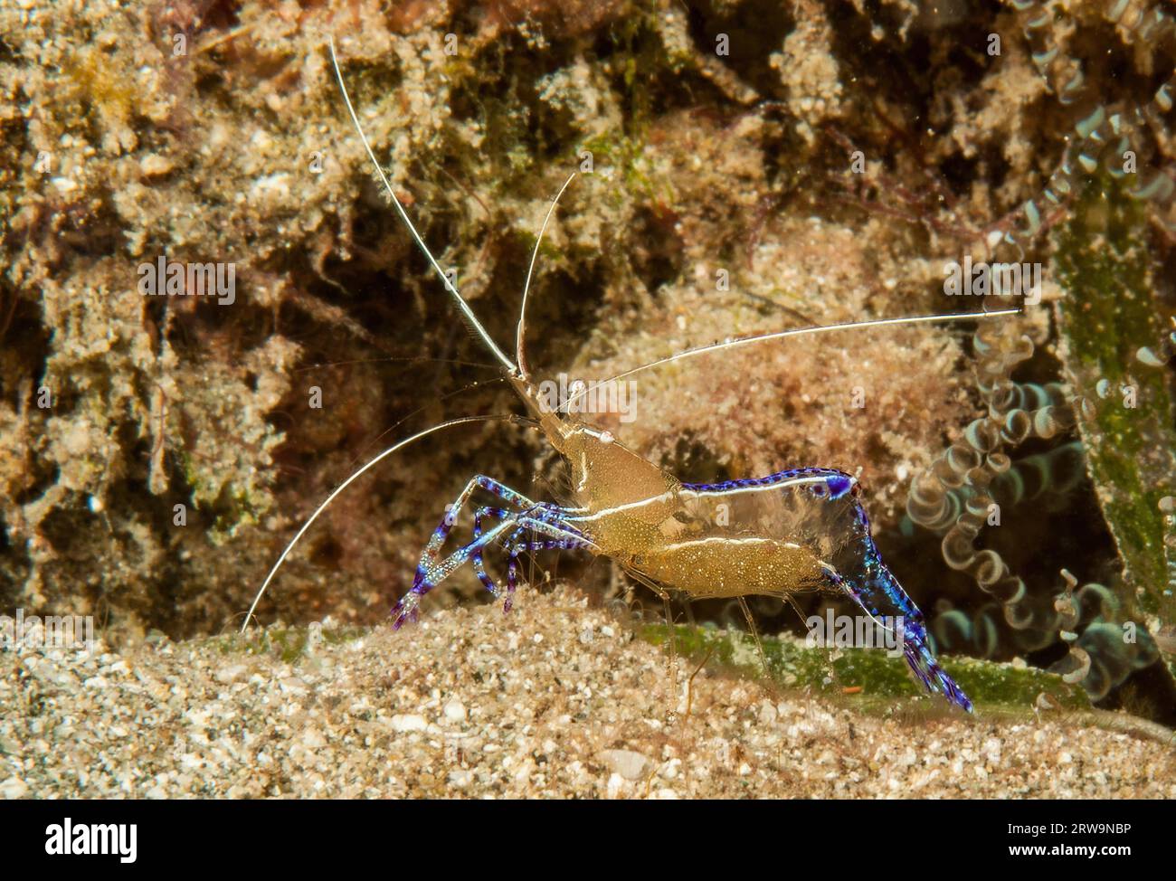 Pederson's partner shrimp (Periclimenes pedersoni) walks across sandy ...