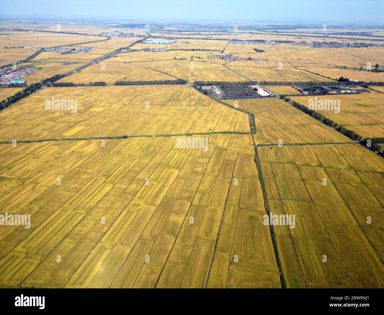 Aerial photo shows the golden rice field in Shenyang City, northeast ...