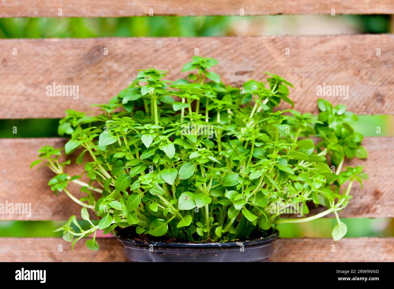 Basil (Ocimum basilicum), common basil Stock Photo - Alamy