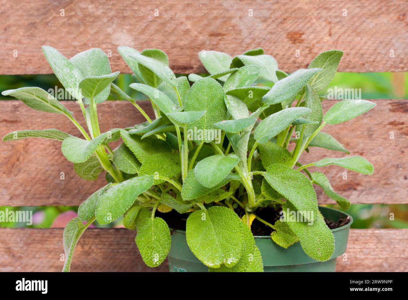 Salbei, common sage (Salvia officinalis Stock Photo - Alamy