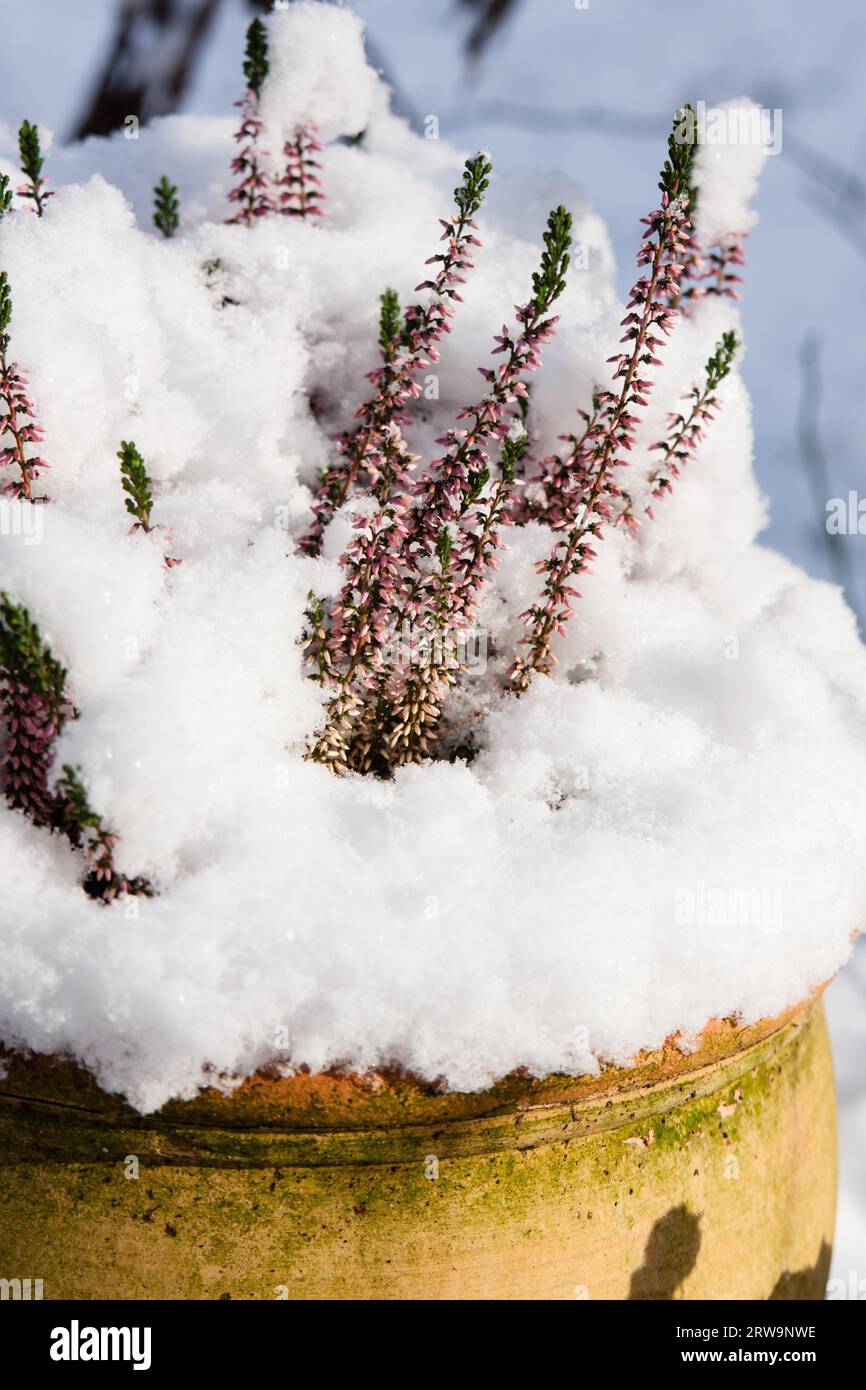 Heather decorated hi-res stock photography and images - Alamy