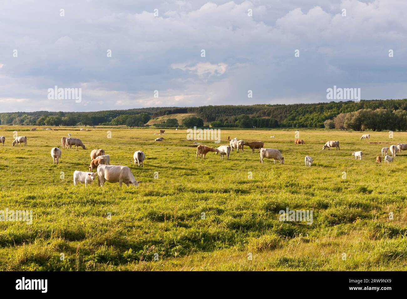 Cattle herd in Oderbruch, Germany, Cattle herd in Germany Stock Photo ...