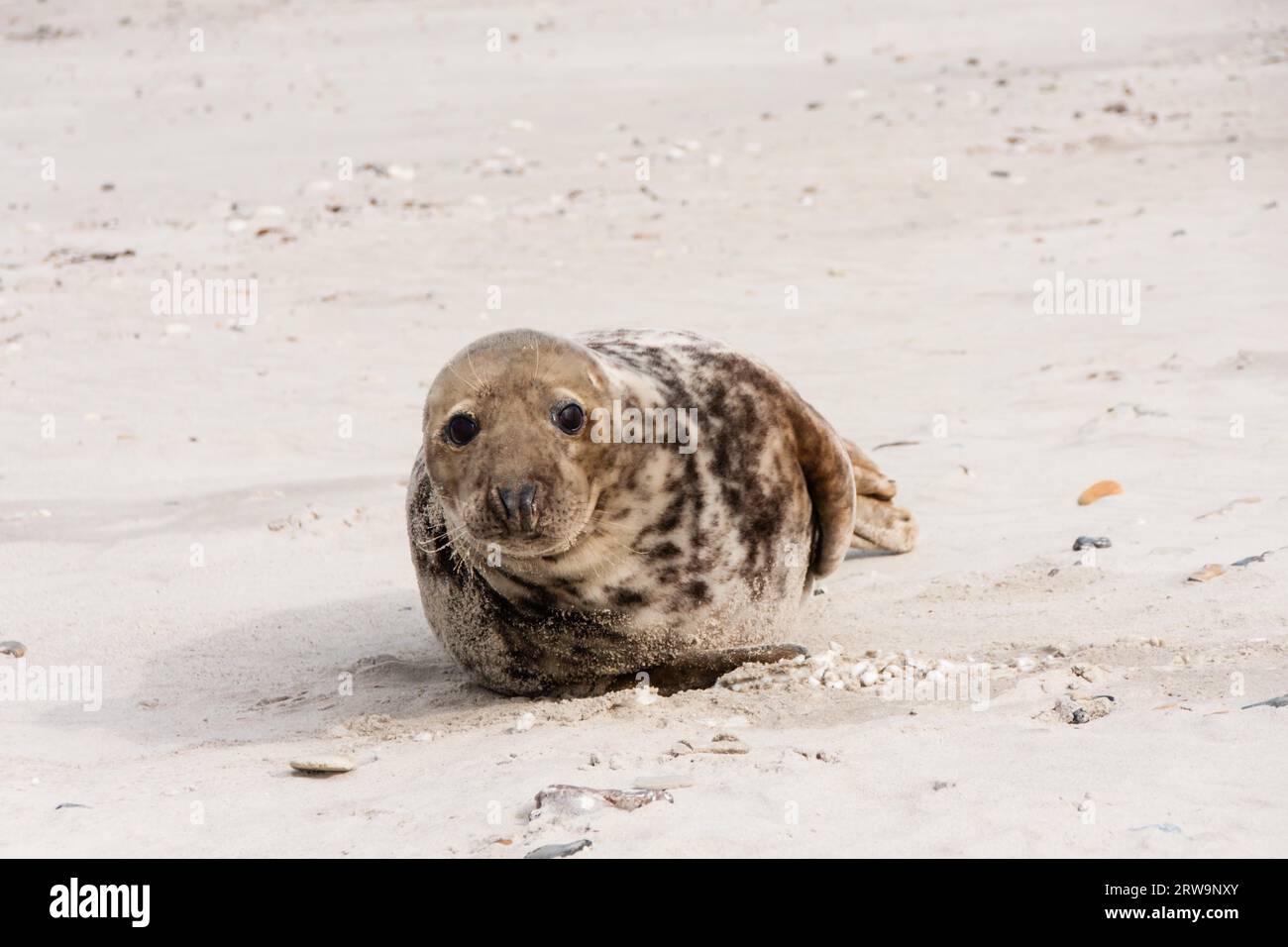 Robbe am Strand, Seal on the Beach Stock Photo - Alamy