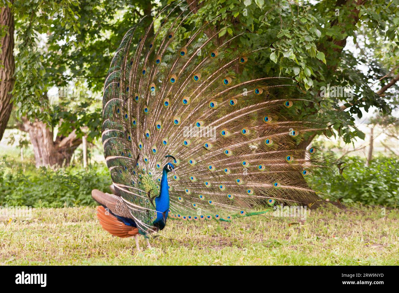 Prancing peacock hi-res stock photography and images - Alamy