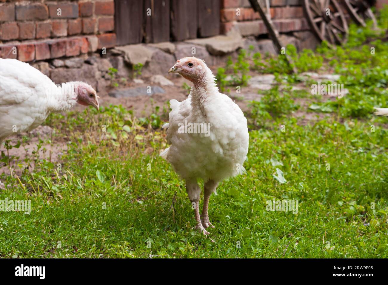 Turkey country farming hi-res stock photography and images - Alamy