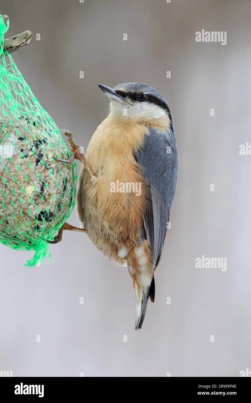 Fat bird eating hi-res stock photography and images - Alamy