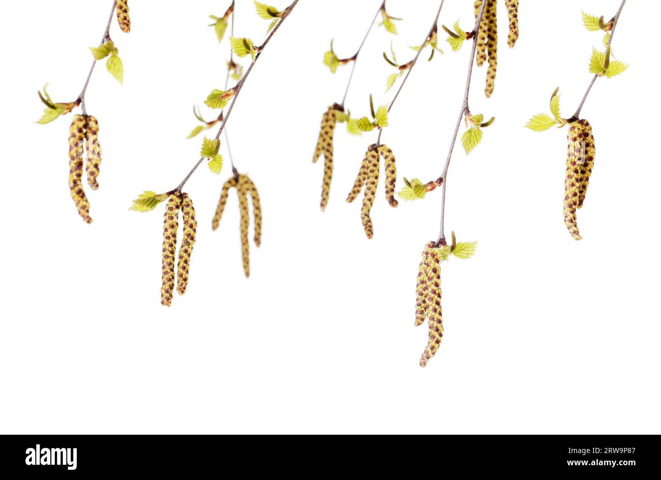 Studio photograph of flowers catkins of a birch (Betula) tree Stock ...