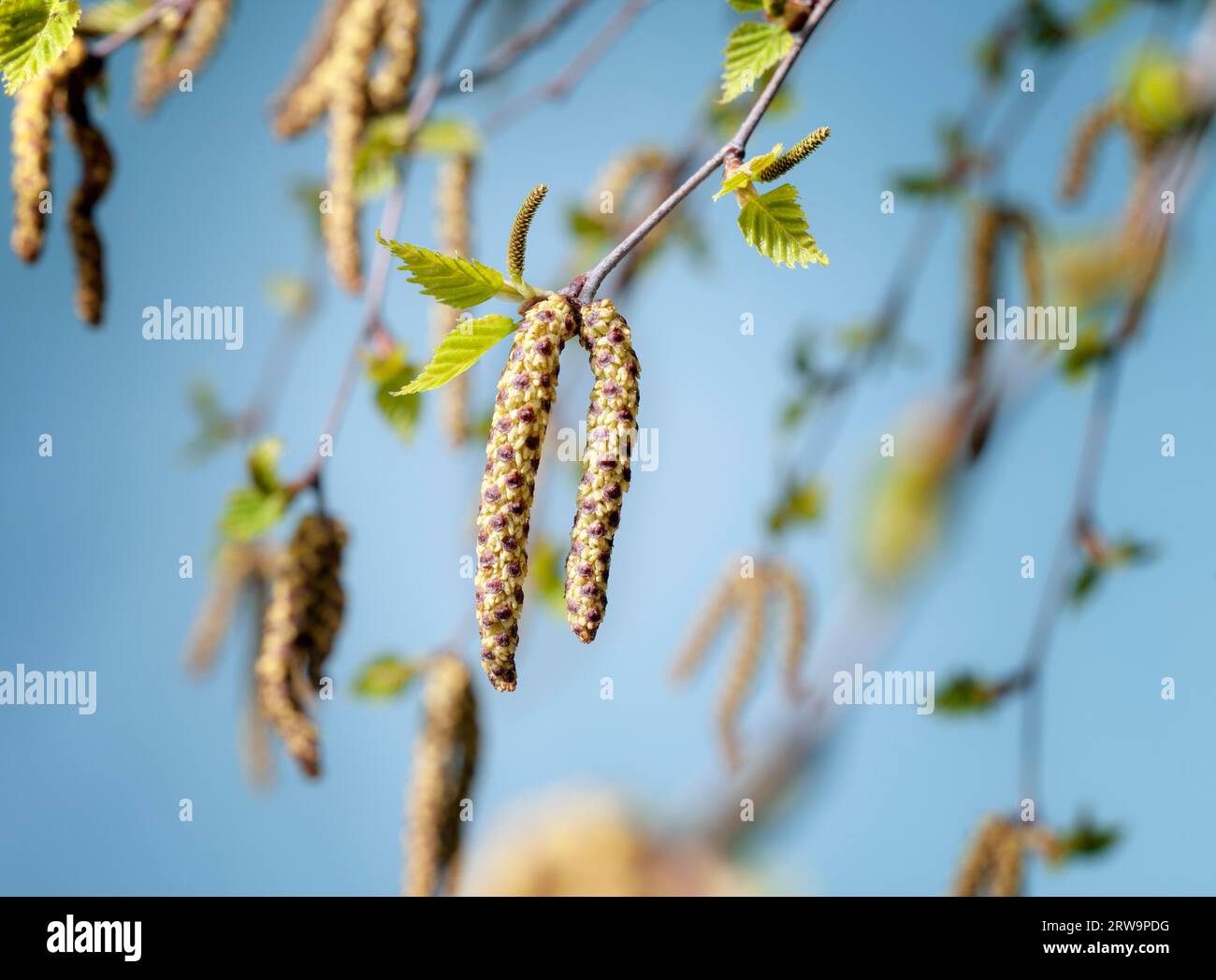 Studio photograph of flowers catkins of a birch (Betula) tree Stock ...