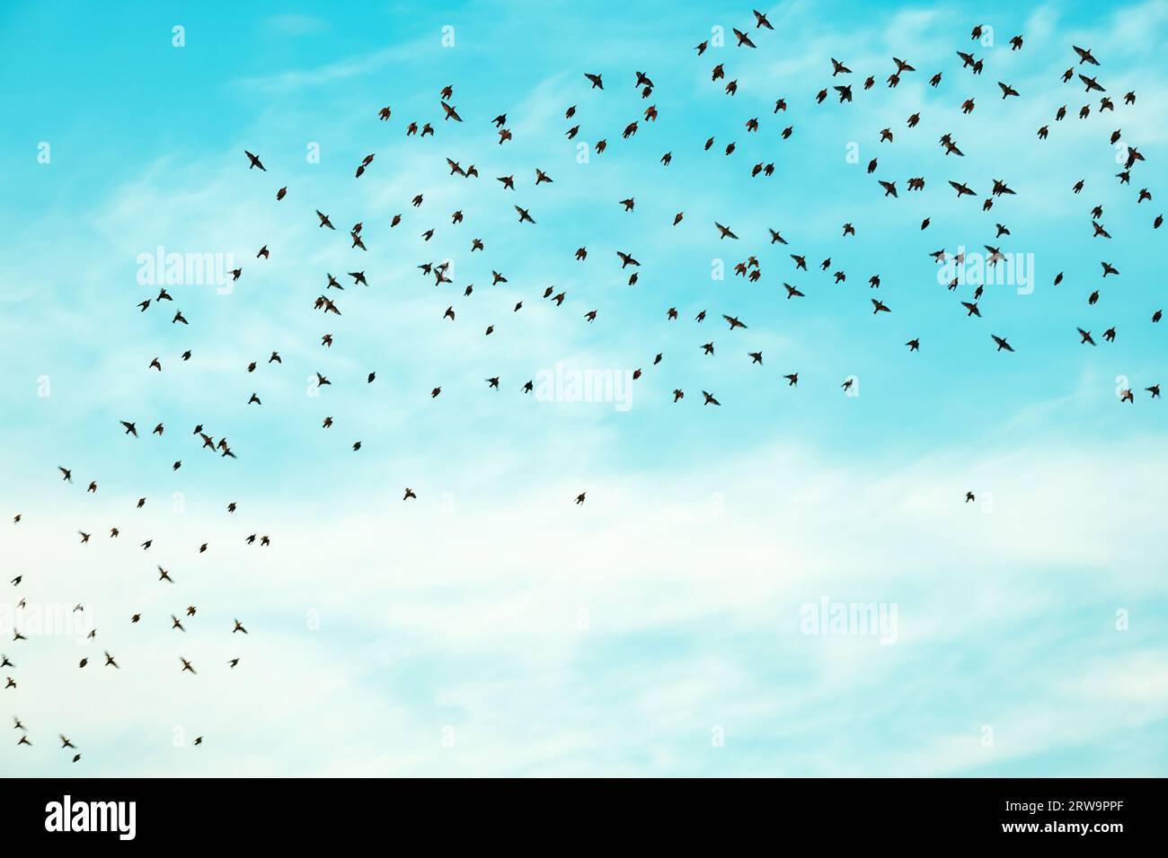 Flock of starling birds flying across the blue summer sky, low angle ...
