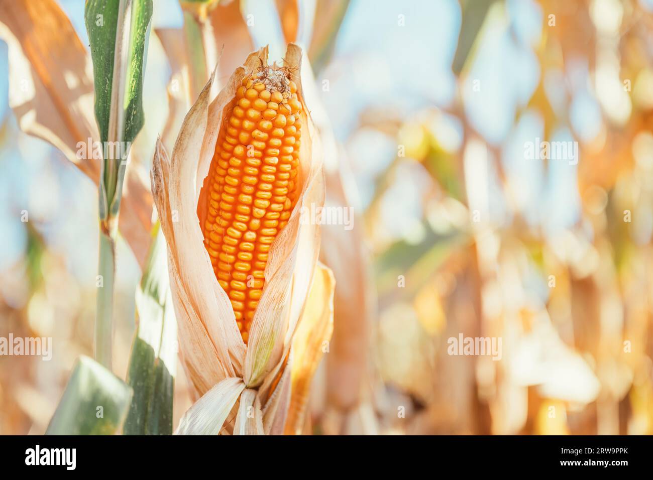 Harvest ready corn cob on stalk in cultivated maize field, selective ...