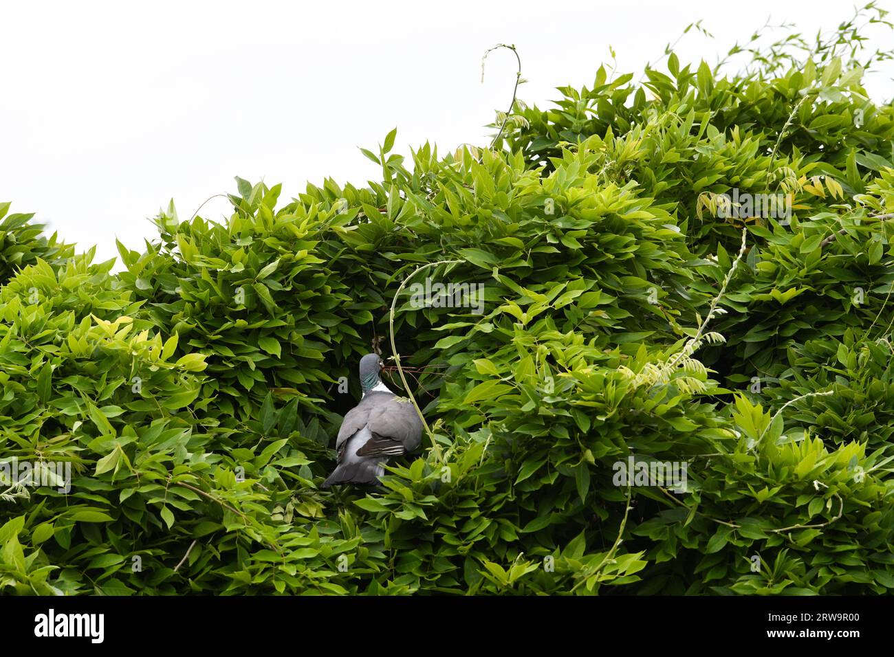 pigeon with nesting material in its beak Stock Photo - Alamy