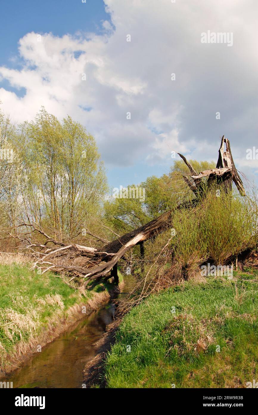 Snapped tree in storm hi-res stock photography and images - Alamy