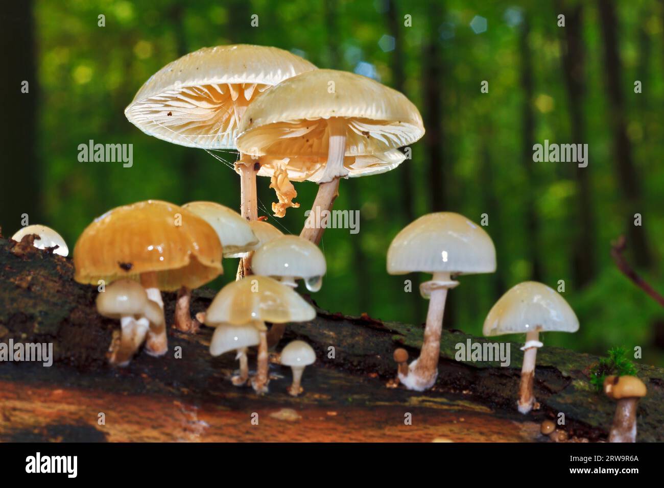 Beech ringworm on dead beech trunk, Oudemansiella mucida ...