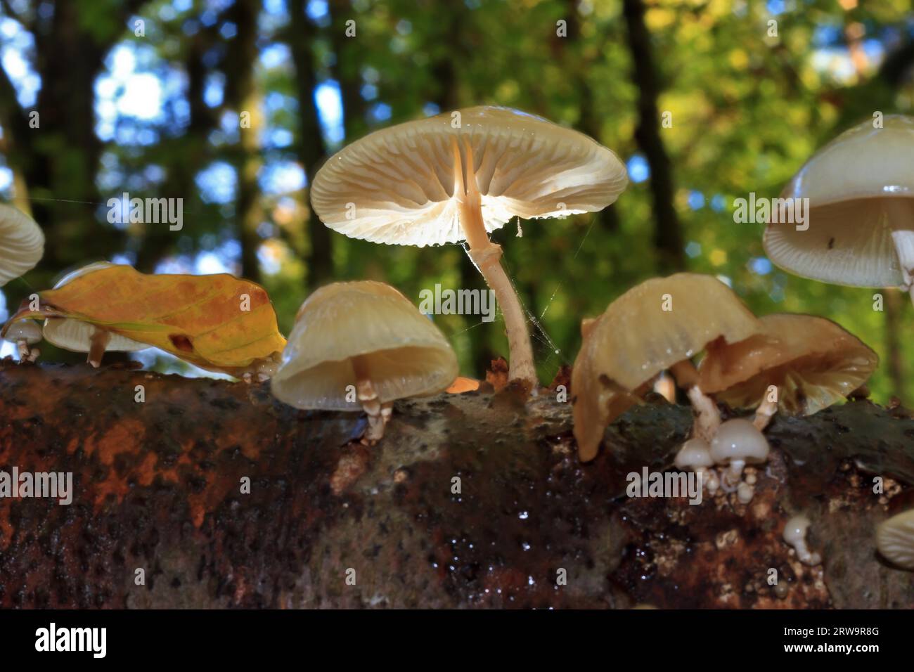 Beech slime blossoms, Oudemansiella mucida (Tricholomataceae), beech ...