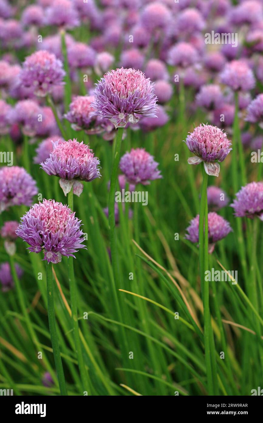Chive blossoms hi-res stock photography and images - Alamy