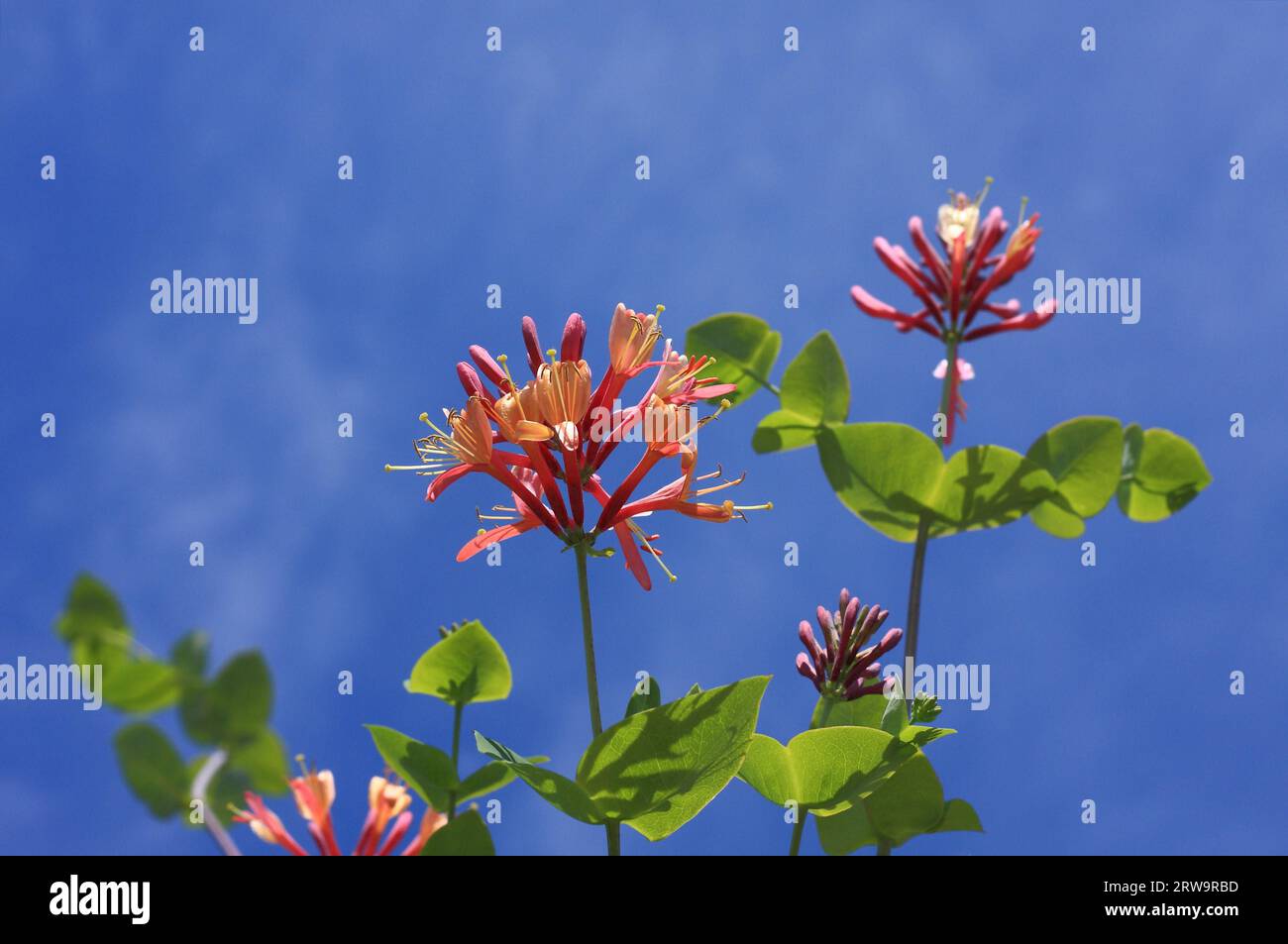 Flowering honeysuckle hi-res stock photography and images - Alamy