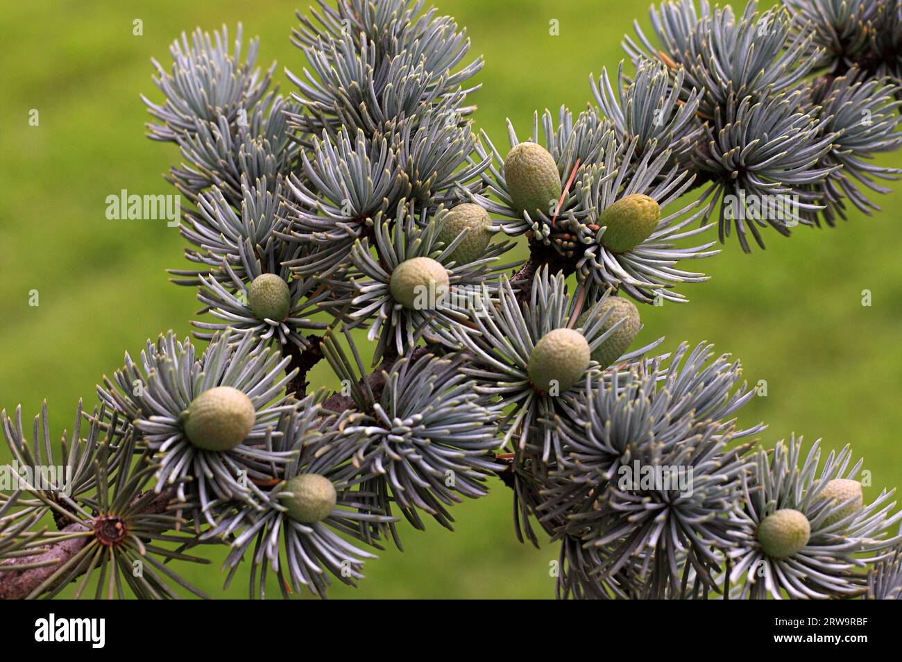 Larch branches with fruit, background meadow taken in depth of field ...