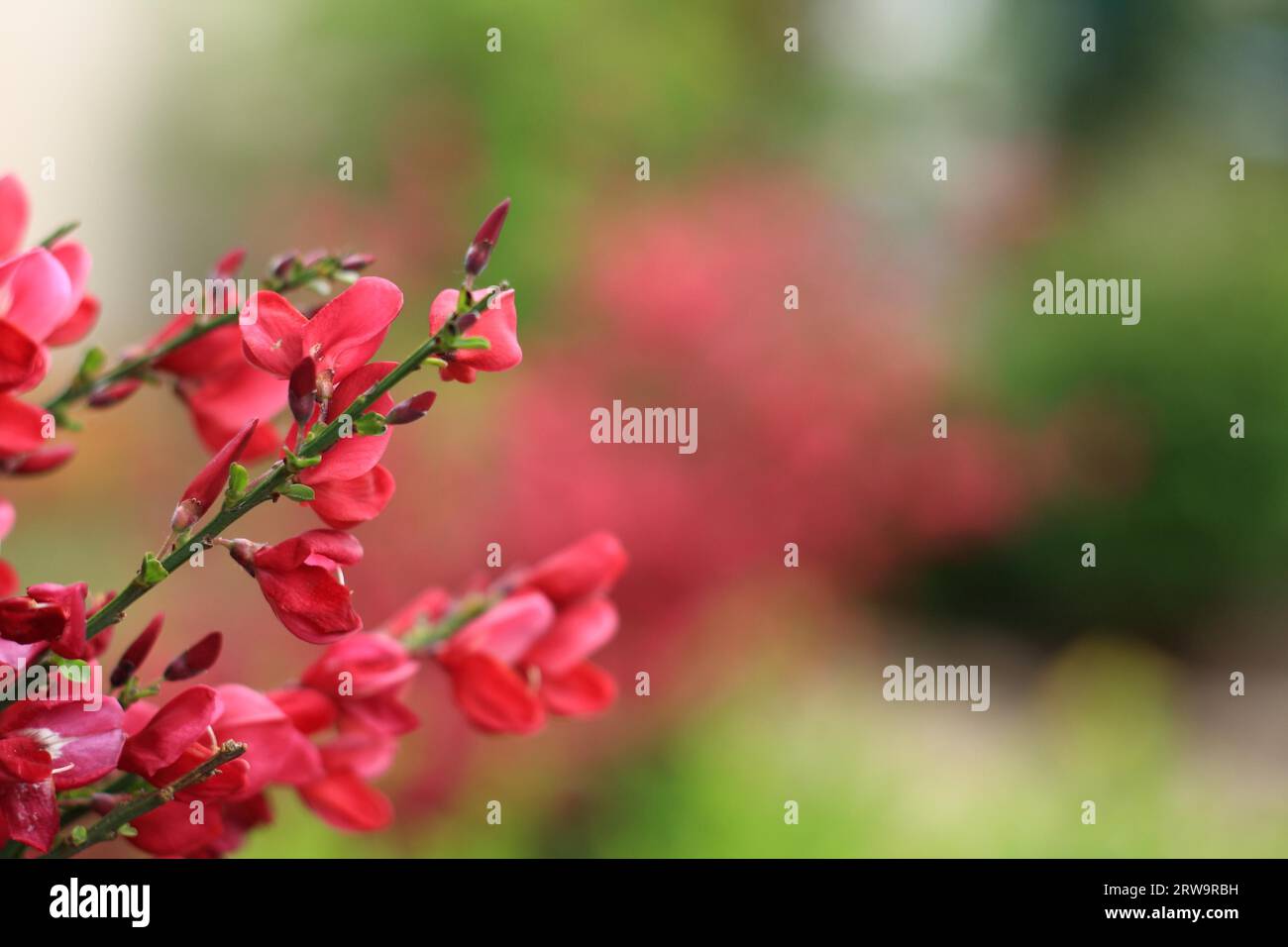Ornamental broom hi-res stock photography and images - Alamy