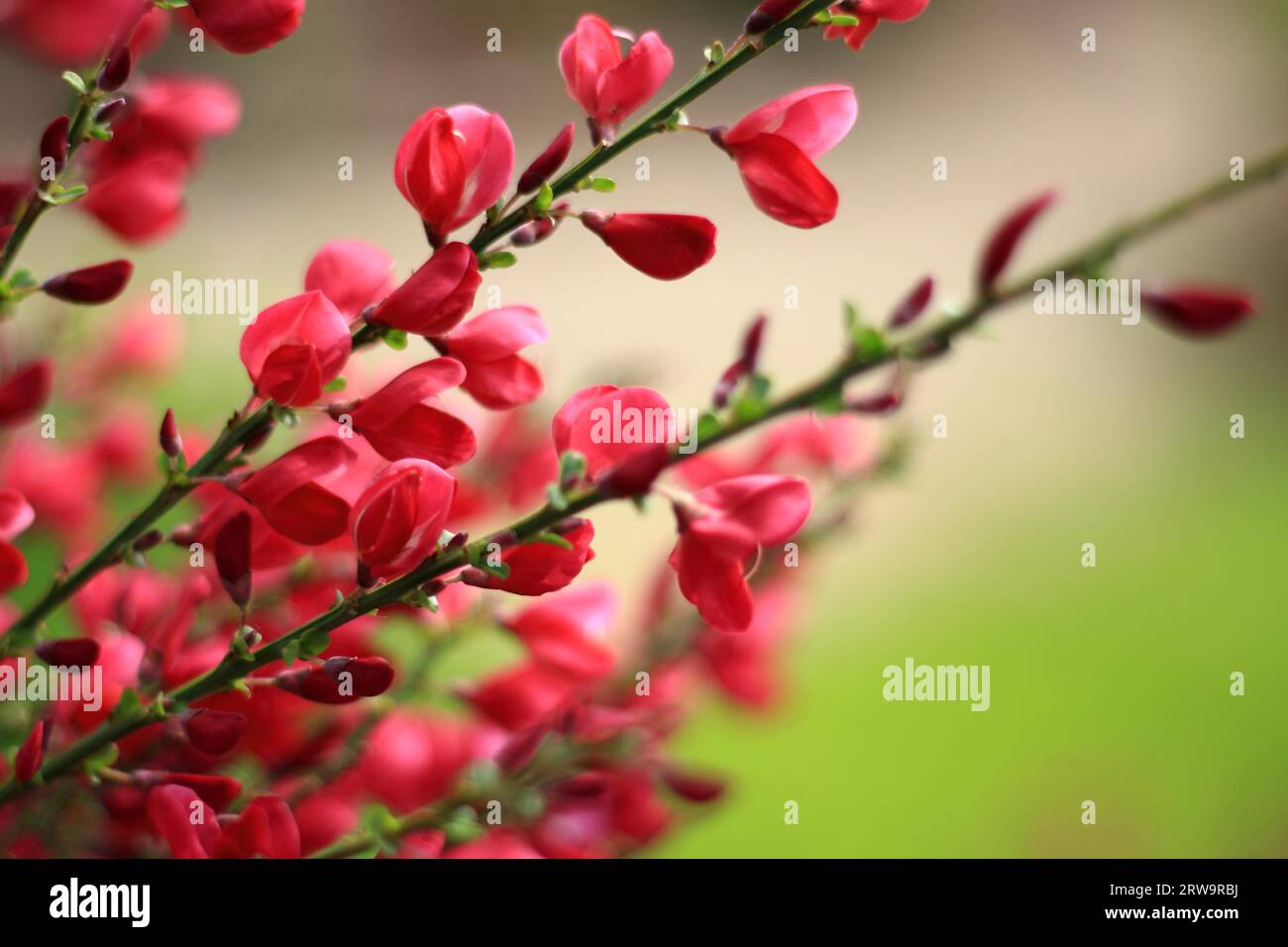 Broom field hi-res stock photography and images - Alamy