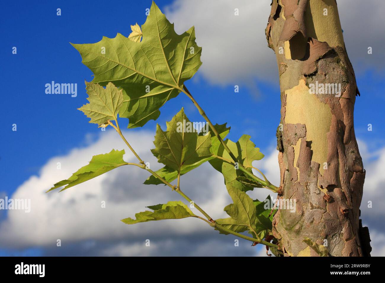 Maple trunk with partially peeled bark and green leaves against a blue ...