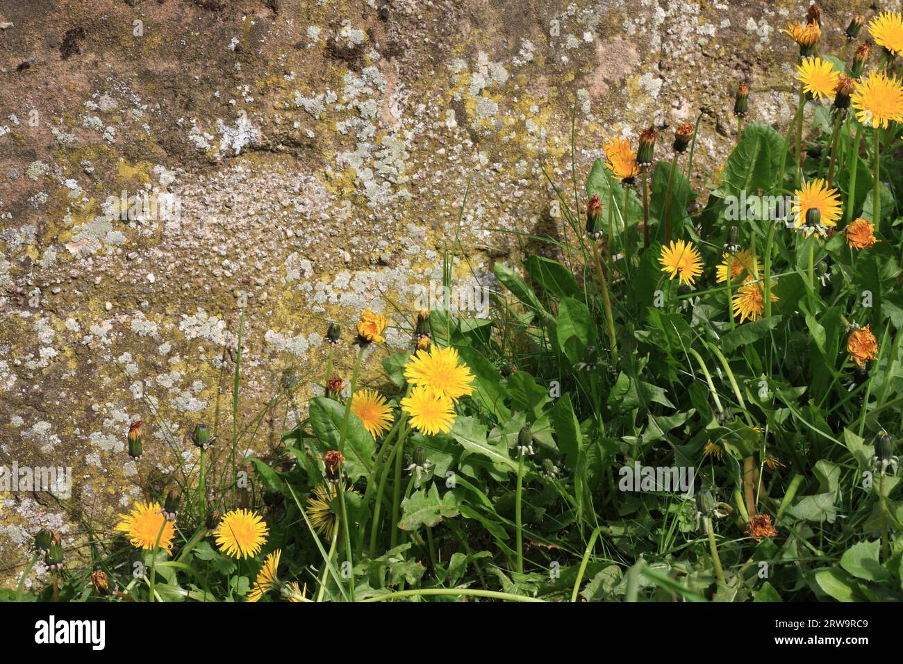 Dandelion plants in front of an old wall overgrown with lichen Stock ...