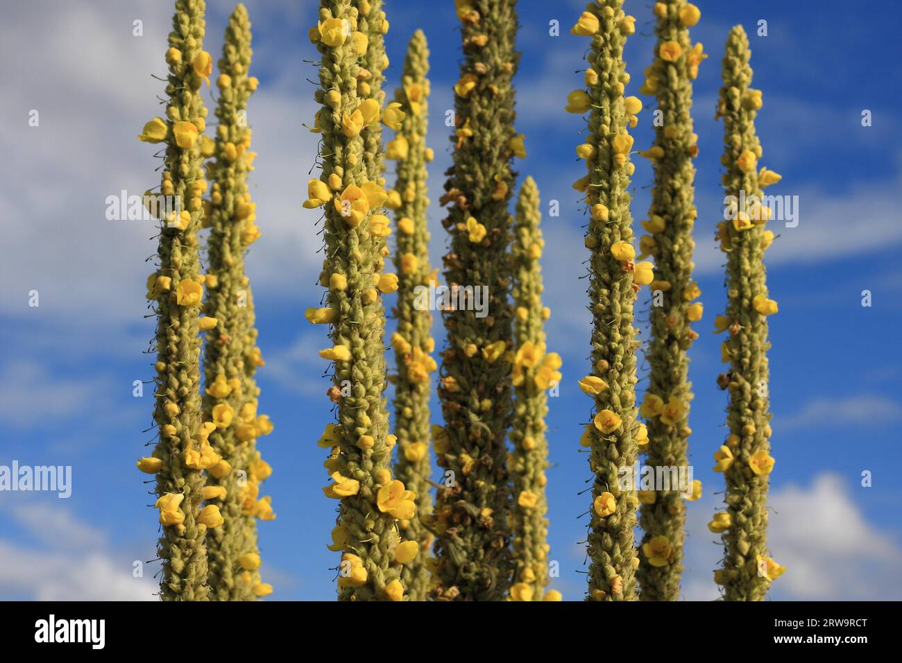 Several plant parts of a yellow flowering mullein against a blue-white ...