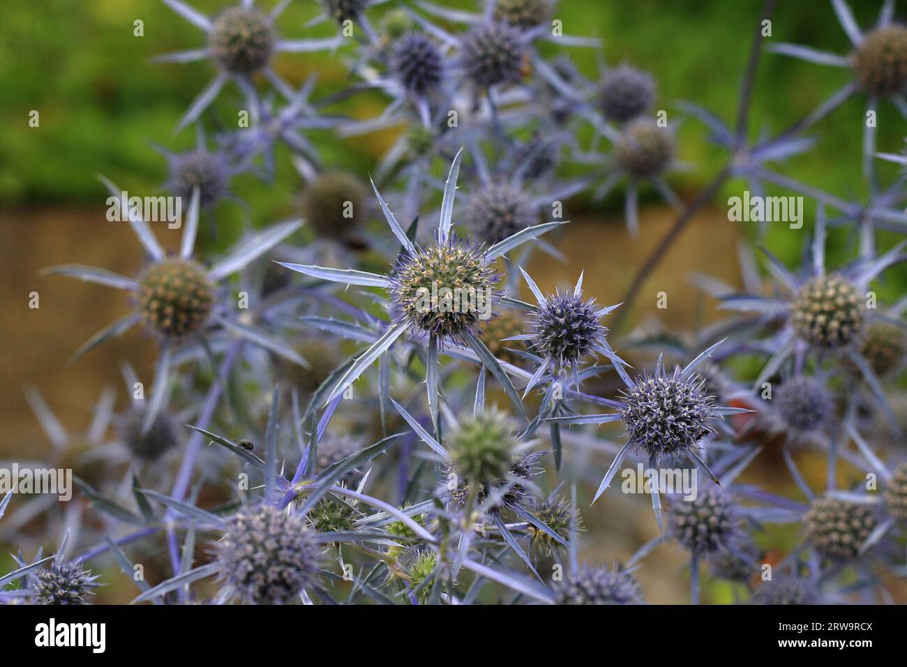 Several plants of the Banater ball thistle, background garden taken ...
