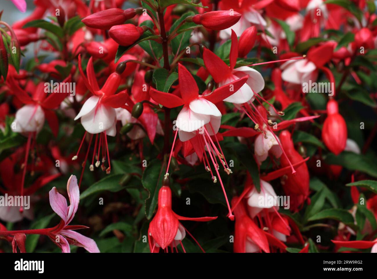 Red and white fuchsias hi-res stock photography and images - Alamy