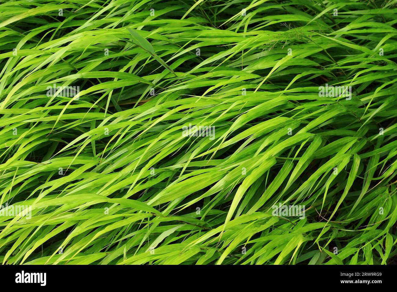 Bamboo grass photographed to fill the format Stock Photo - Alamy