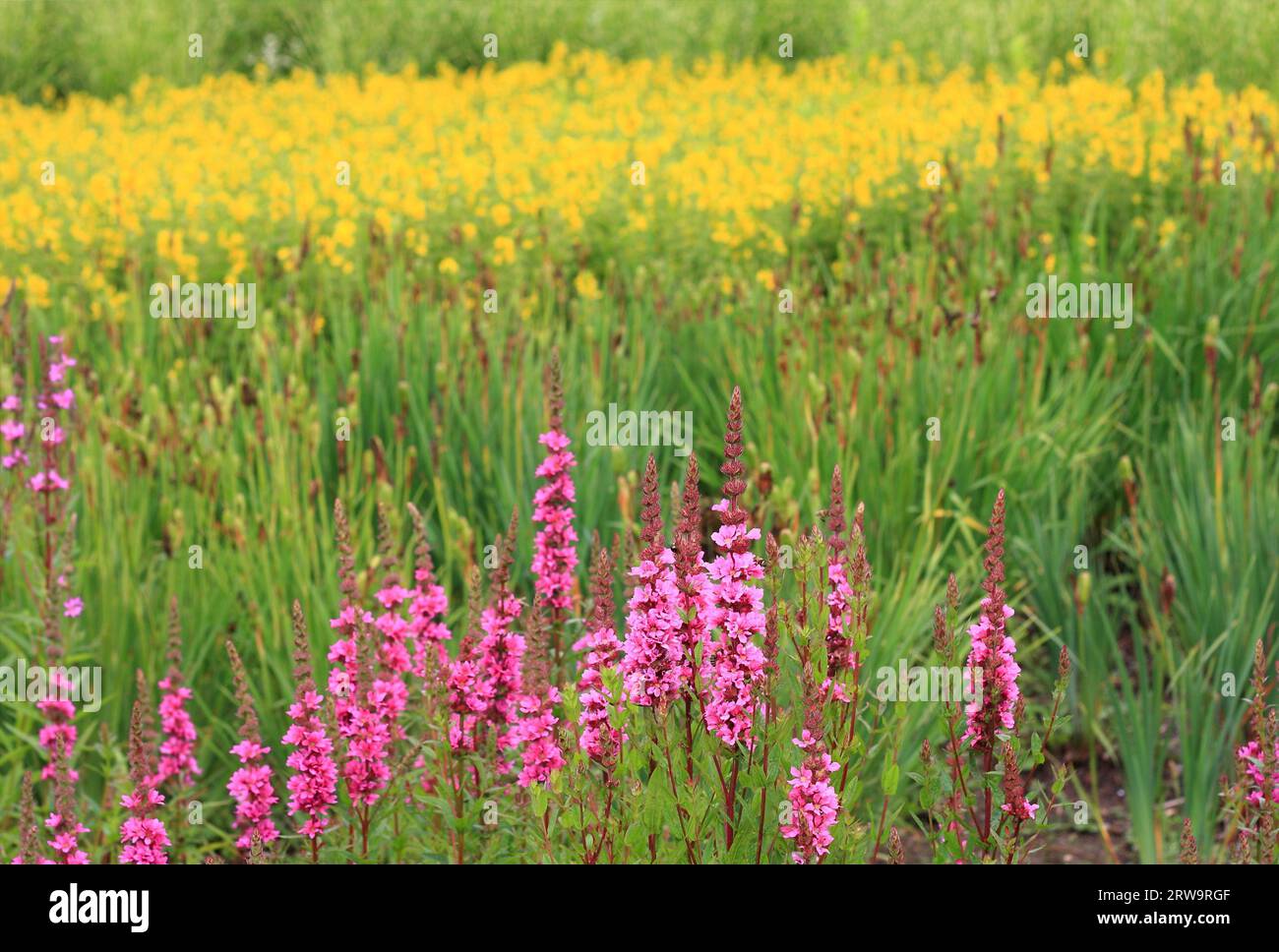 Red flowering hyssop plants in the foreground, yellow flowering ...