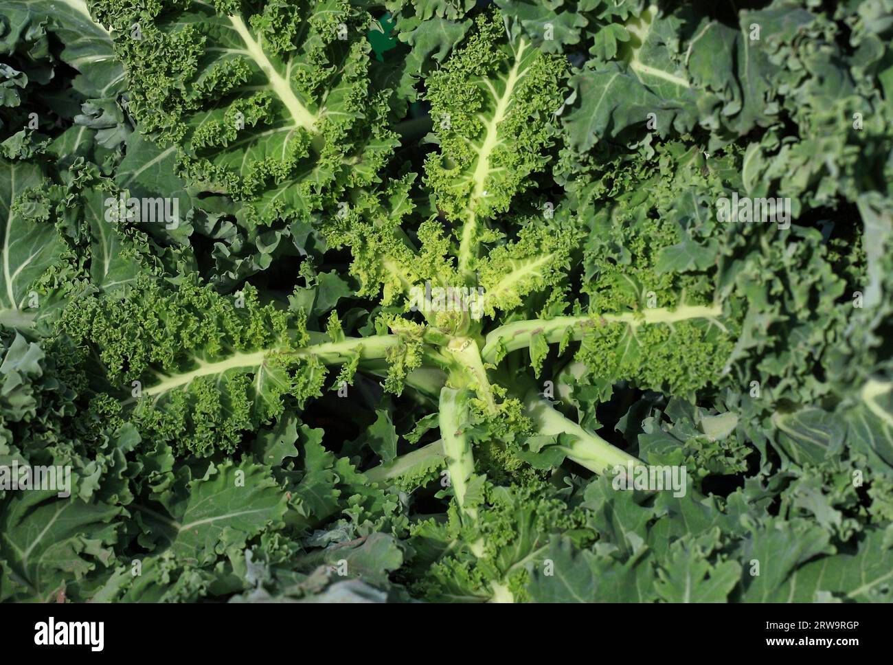 Kale photographed in landscape format filling the format Stock Photo ...