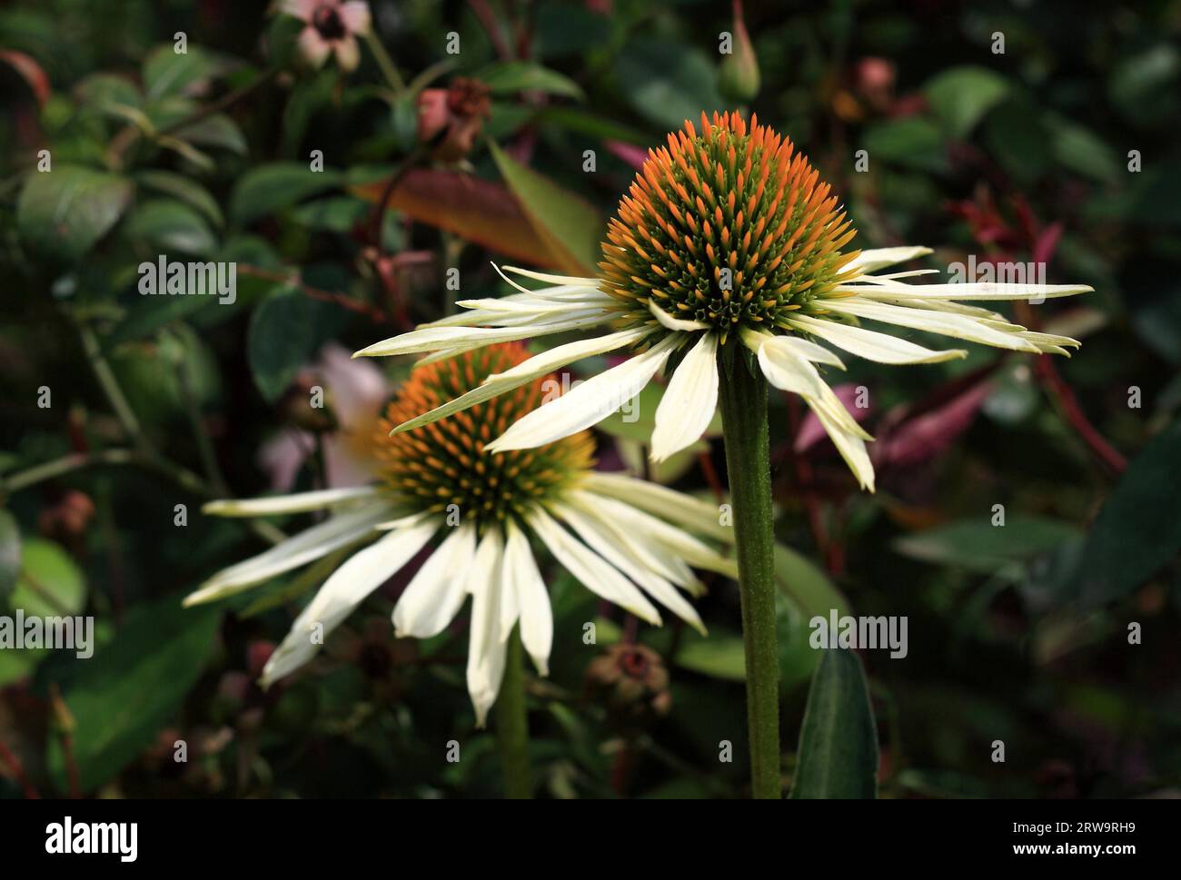 Two plants of the pale coloured coneflower, background garden in blur ...