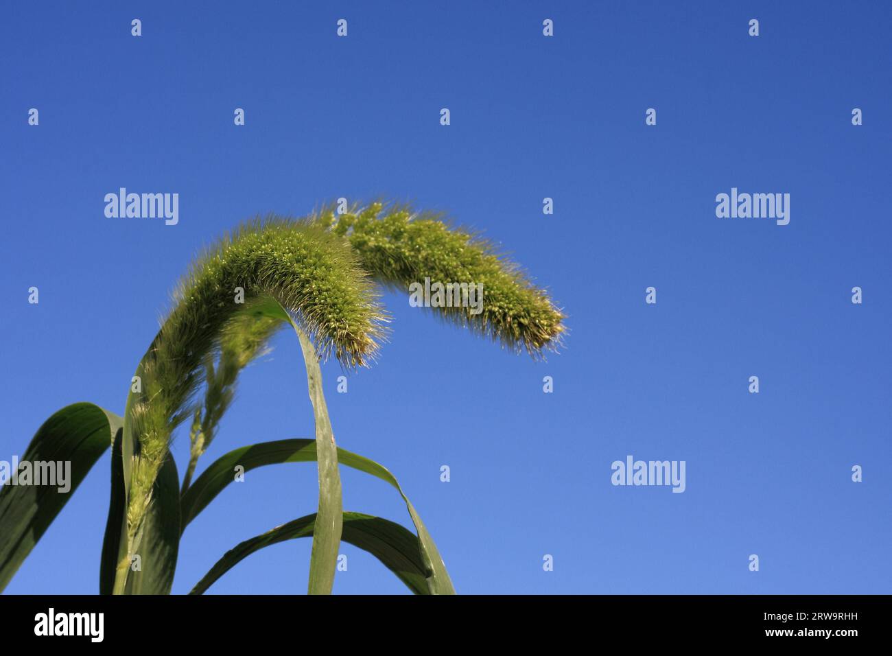 Two panicles of foxtail millet with green leaves, background blue sky ...