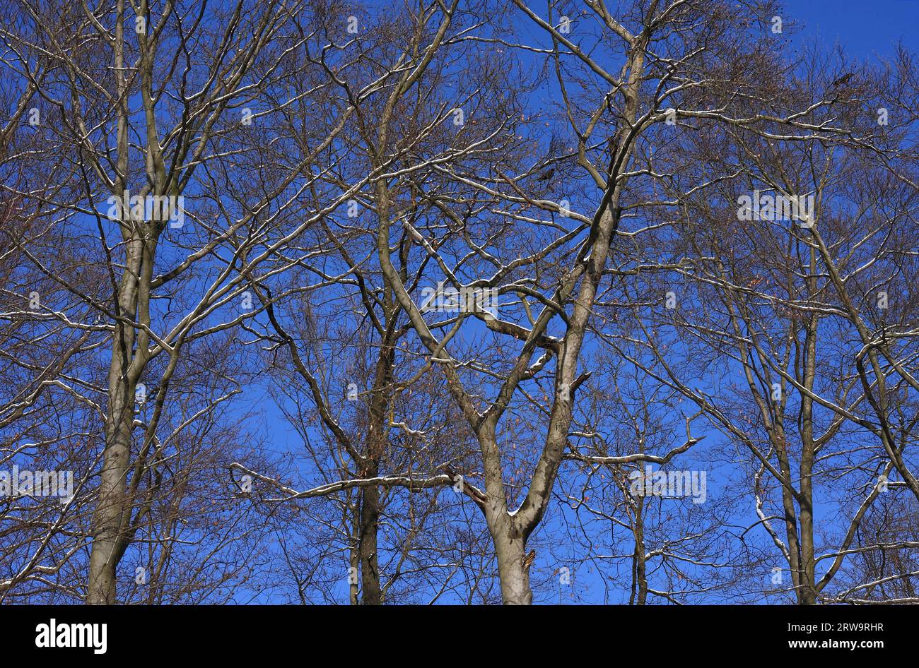 Native winter forest with crows in the trees, background blue sky ...