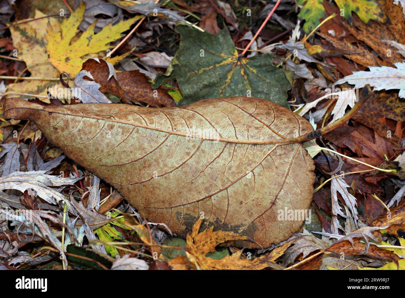 Various leaves in shapes, colours, types, format-filling Stock Photo ...