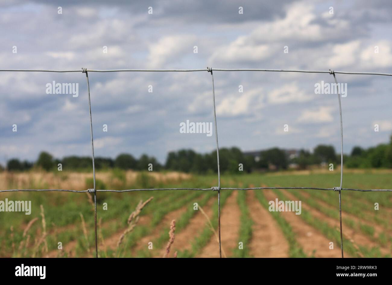 View through a square wire fence, background, fields, forest, sky and ...