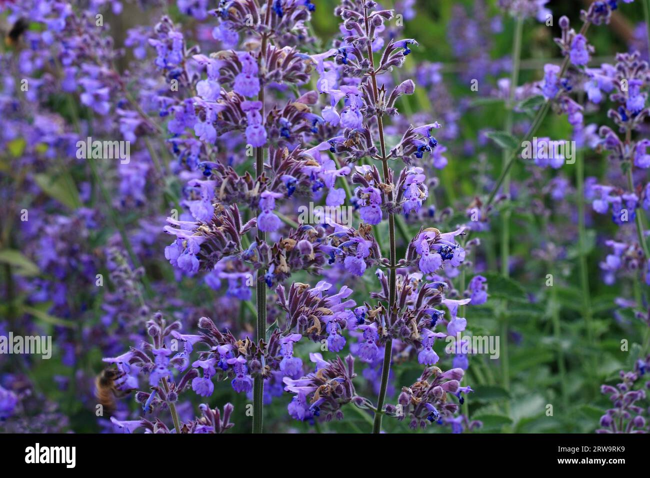 Wild sage photographed with depth of field, full-frame Stock Photo - Alamy