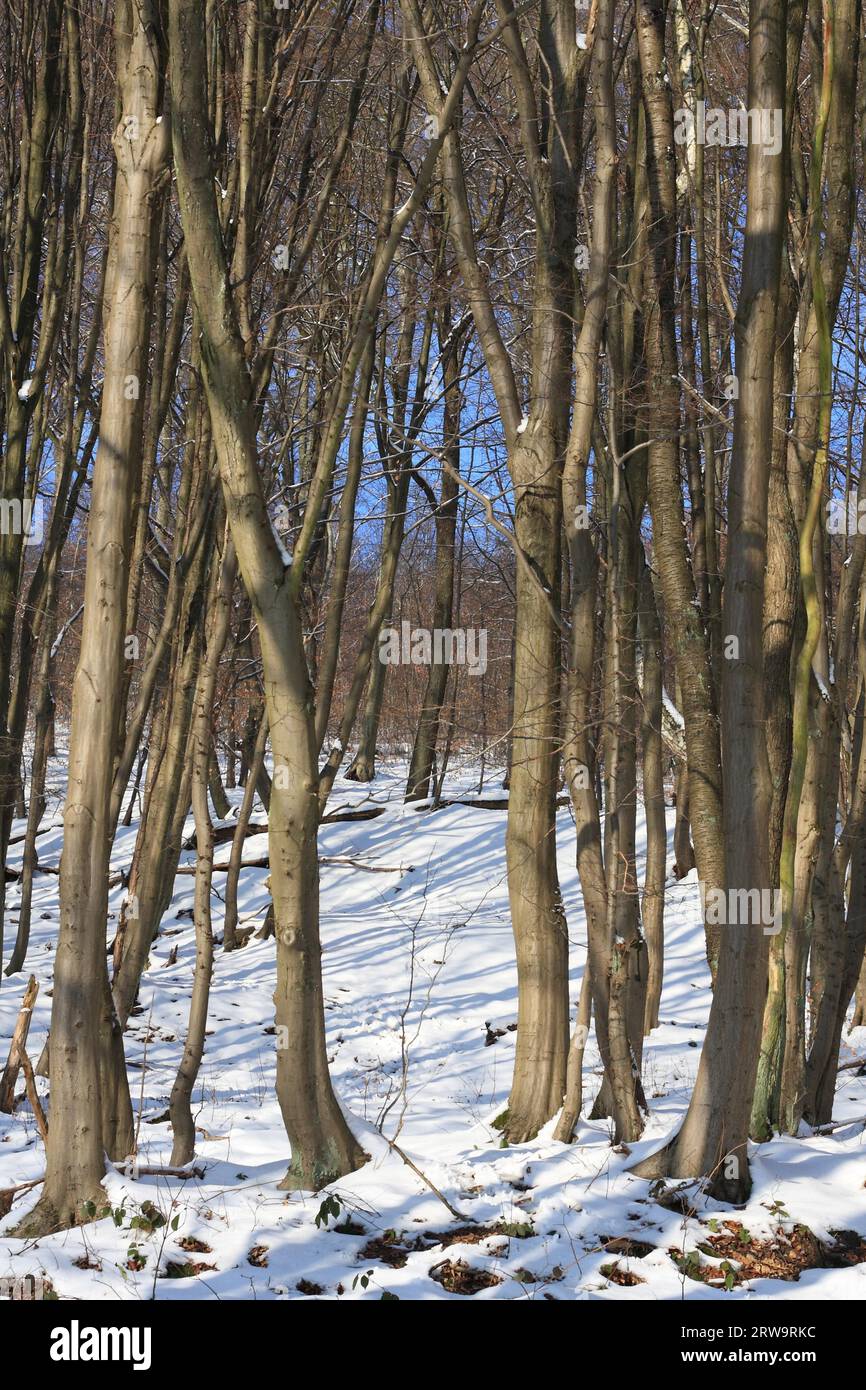 Small aisle in a snow-covered forest, taken in portrait format, full ...