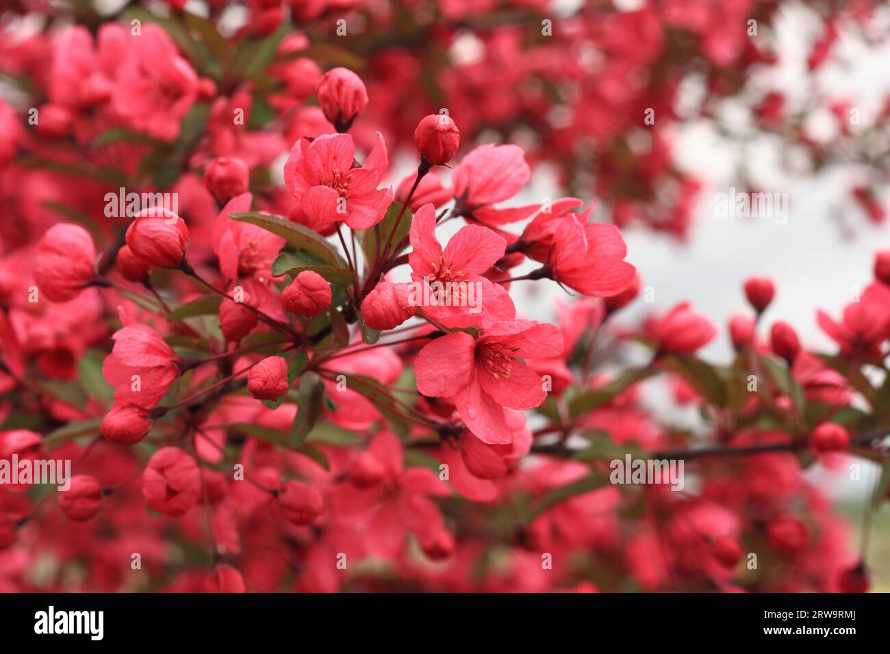 Frame flowering fruit tree hi-res stock photography and images - Alamy
