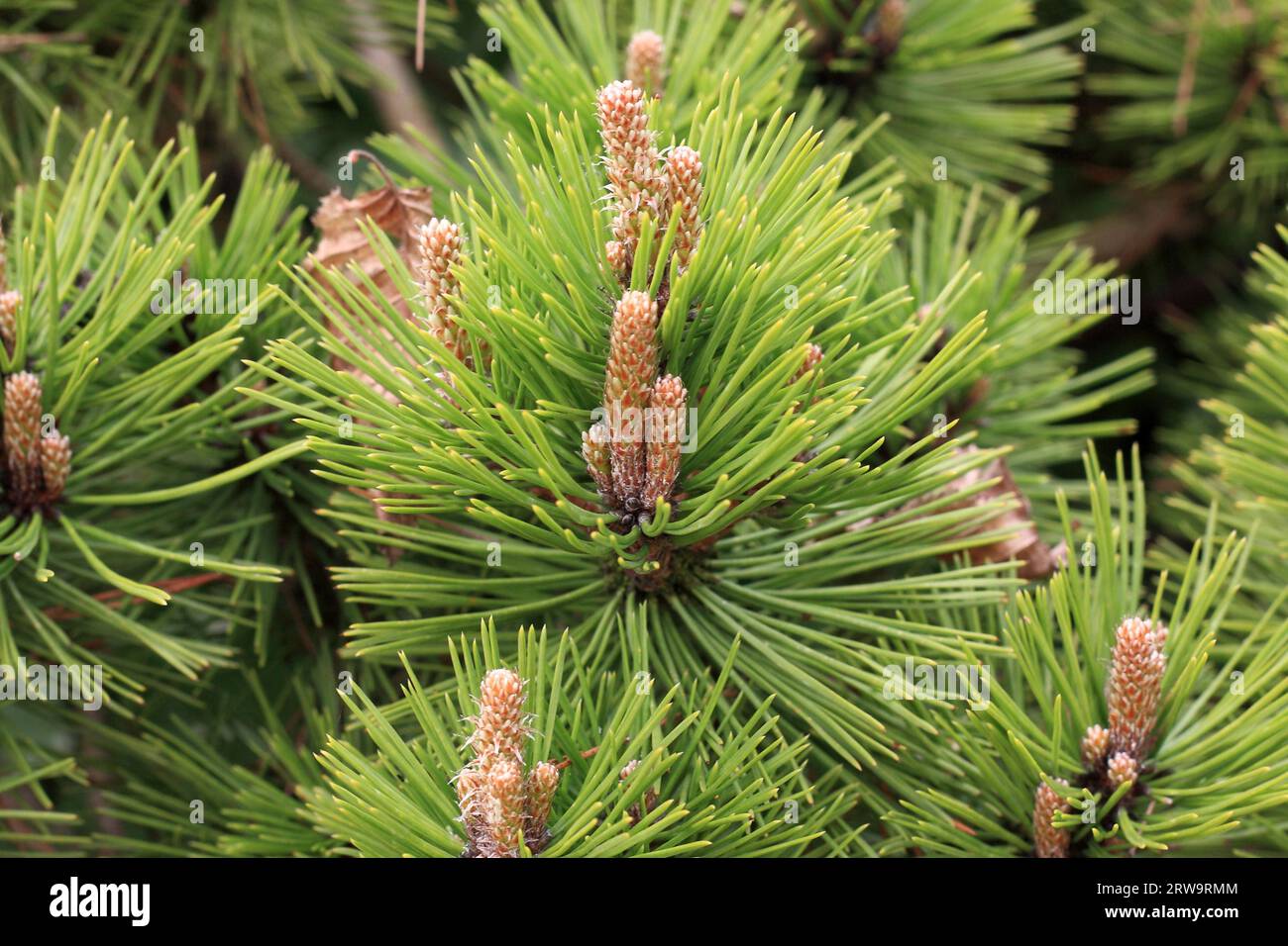 Pine cones full frame hi-res stock photography and images - Alamy