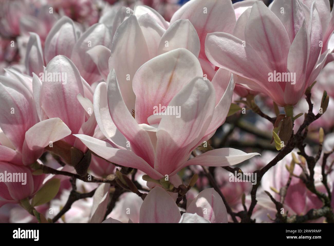 White-pink flowering magnolia blossoms, full-frame shot Stock Photo - Alamy
