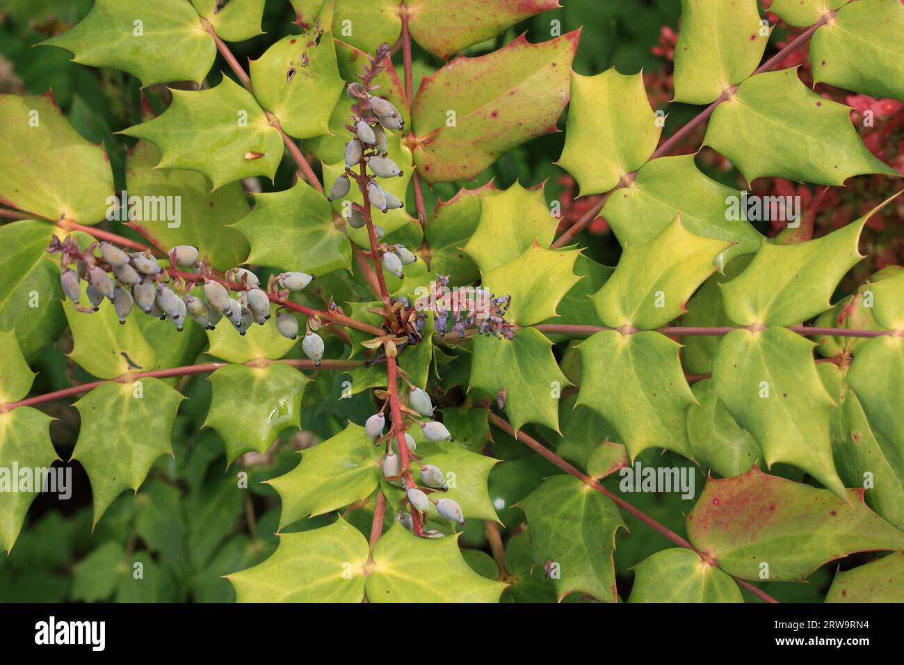 Branch with mahonia fruits, photographed full-size Stock Photo - Alamy