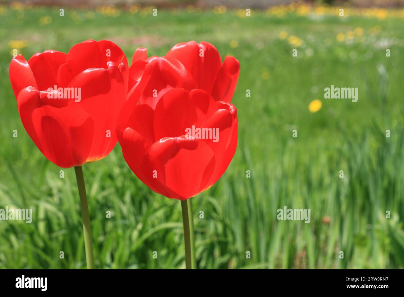 Three red tulips, sunlit, background green meadow with dandelions Stock ...