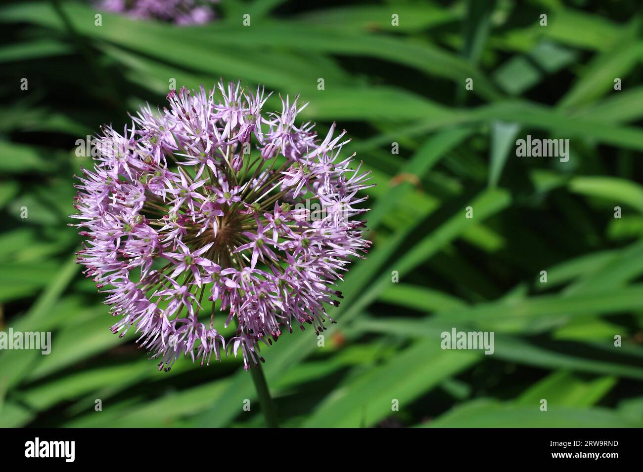 Purple flowering ornamental leek, background, shaded green leaves Stock ...