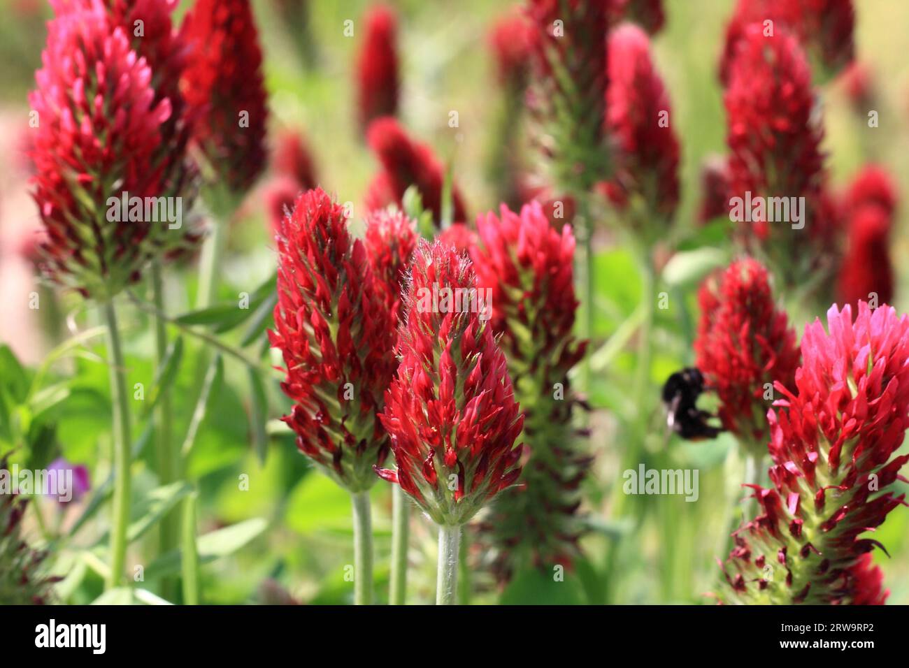 Insect red clover hi-res stock photography and images - Alamy