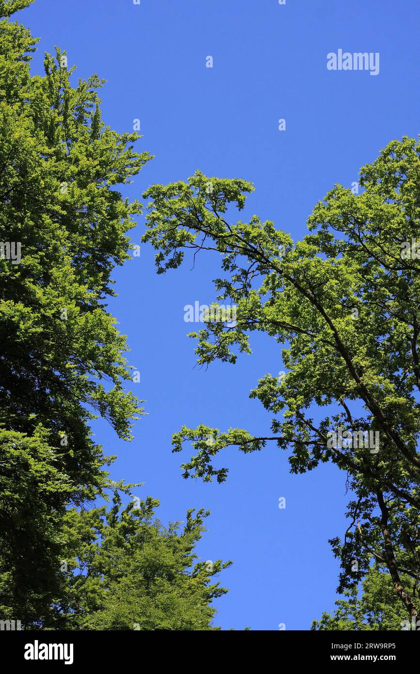 Green trees in summer, background blue sky, taken in portrait format ...