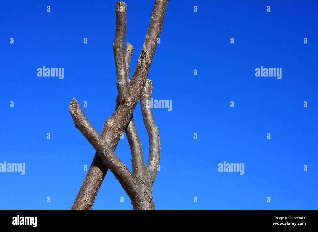 Two branch forks for attachment, background blue sky Stock Photo - Alamy