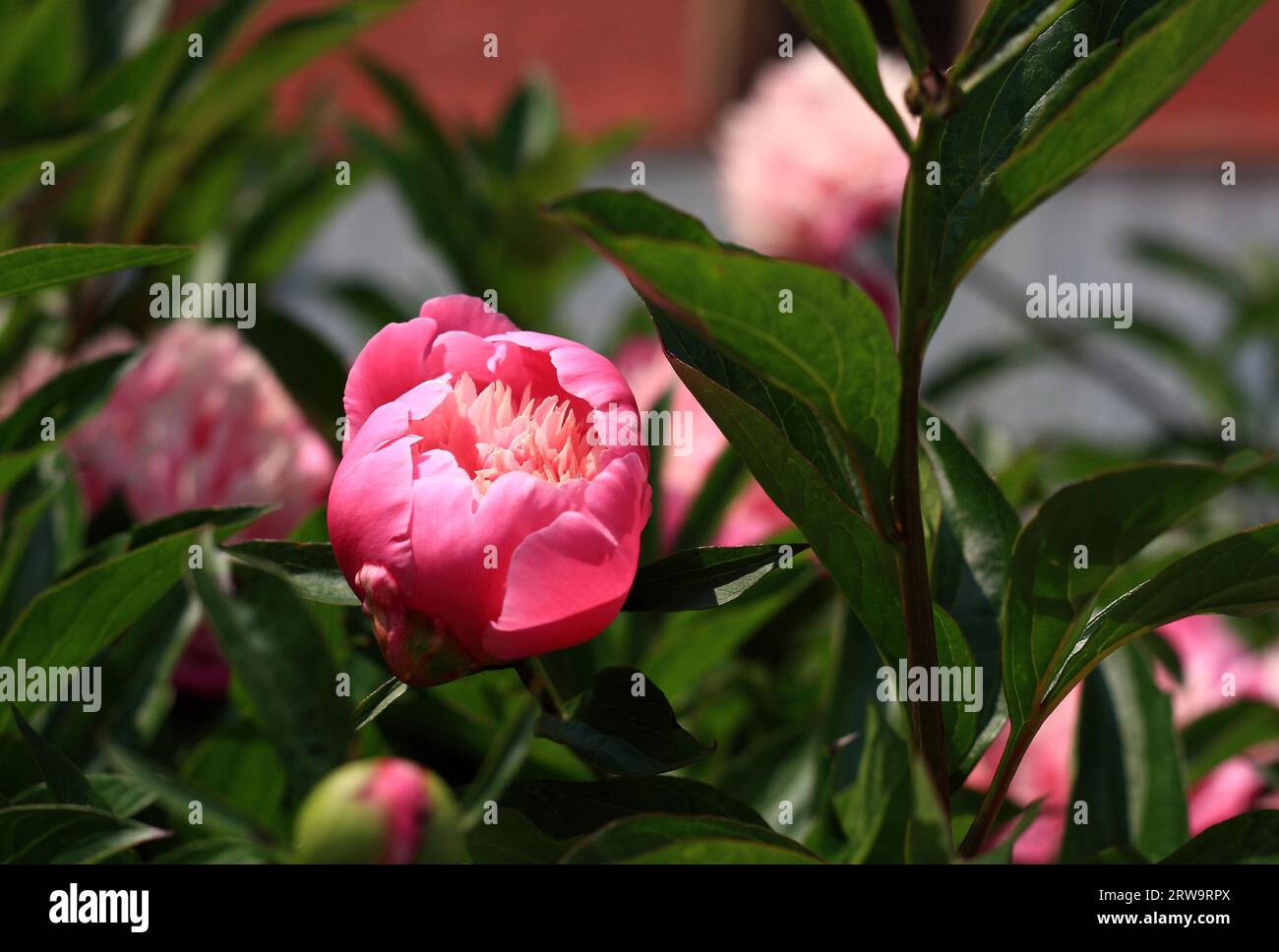 Full frame peonies hi-res stock photography and images - Alamy
